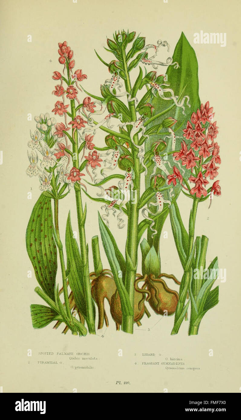 'The Flowering Plants, Grasses, Sedges, and Ferns of Great Britain ...