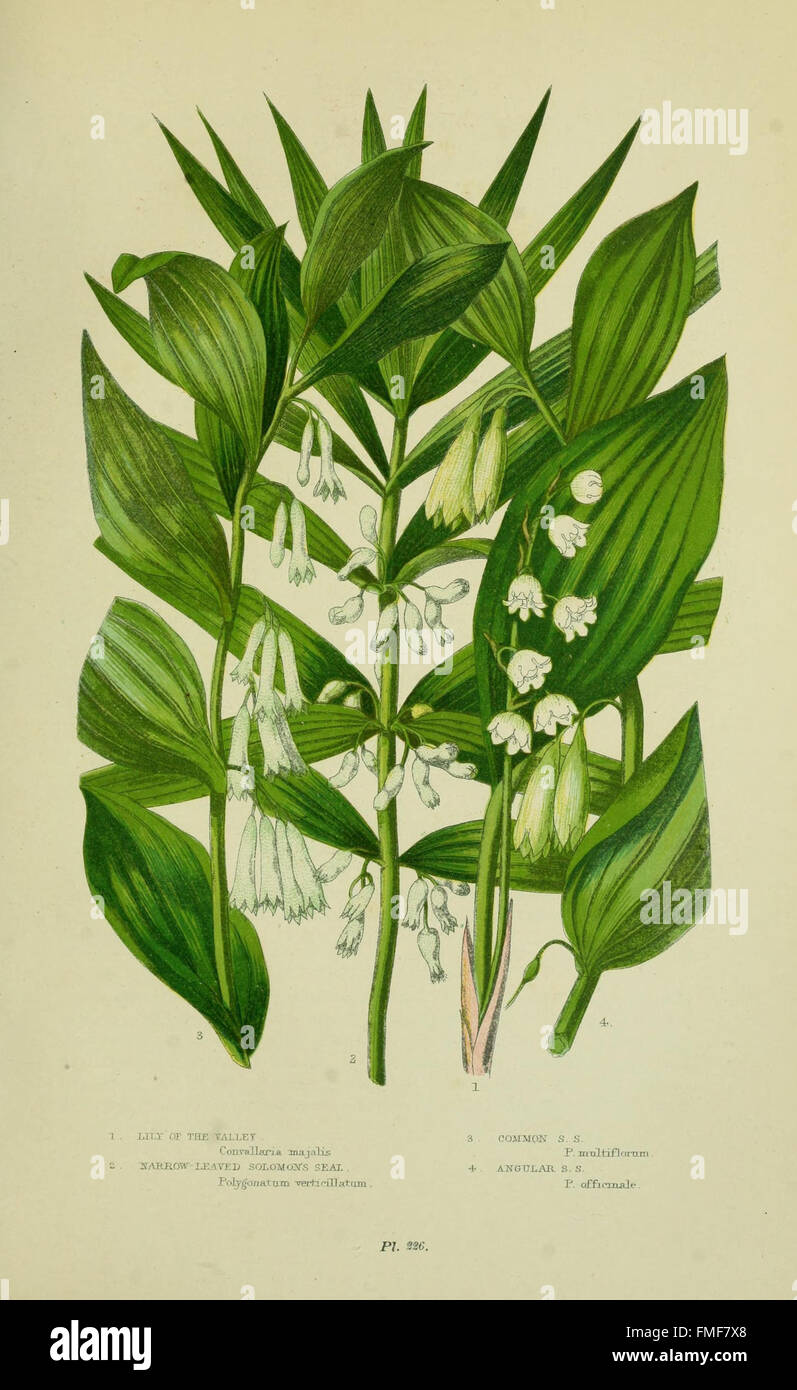 Plate 226 from *The Flowering Plants, Grasses, Sedges, and Ferns of ...