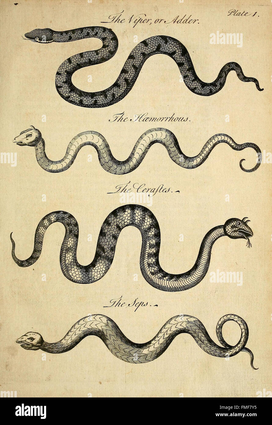 Plate 1 of 'An Essay Towards a Natural History of Serpents' provides ...