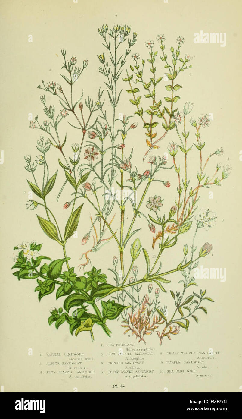 'The Flowering Plants, Grasses, Sedges, and Ferns of Great Britain ...
