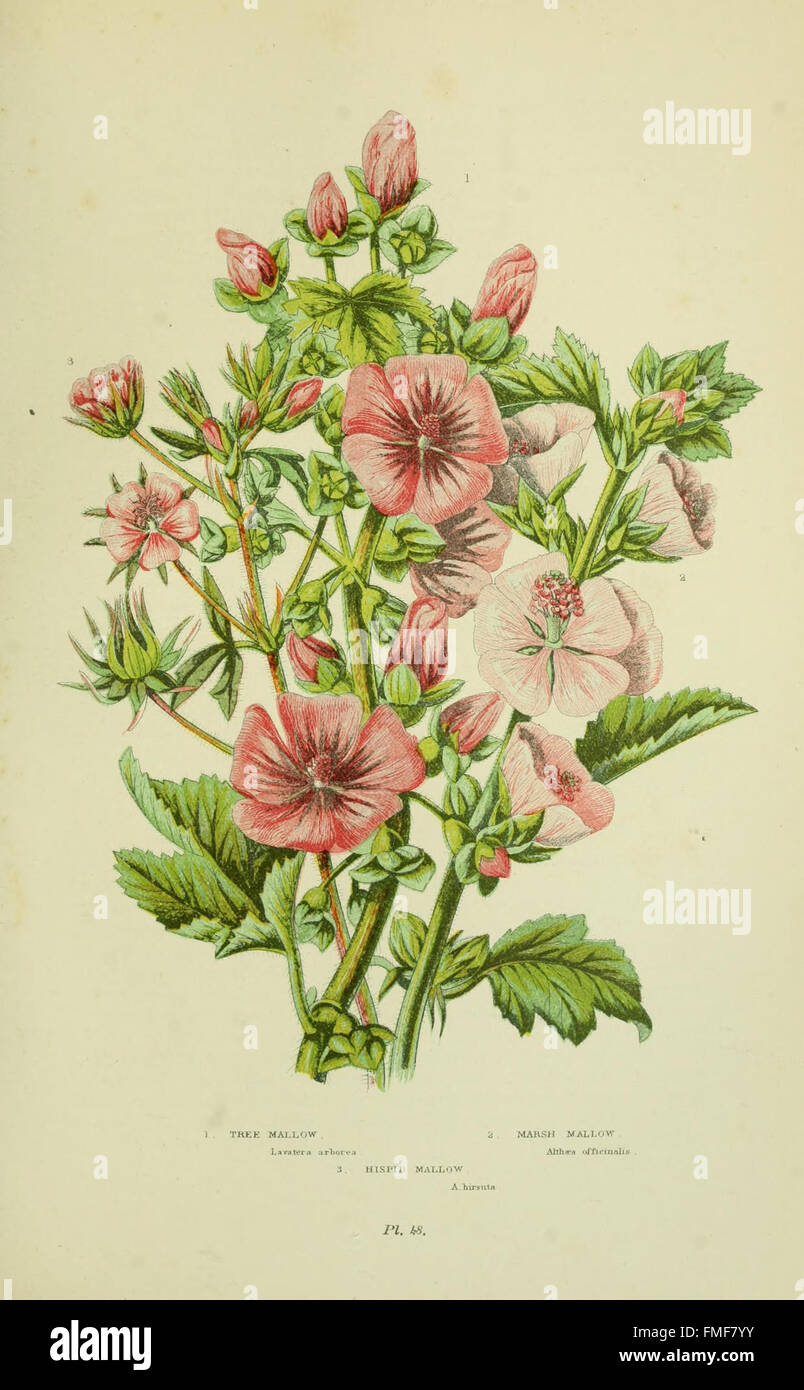 Plate 48 from *The Flowering Plants, Grasses, Sedges, and Ferns of ...