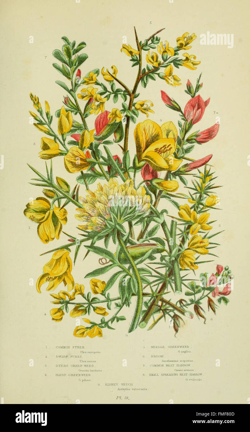 Plate 59 from 'The Flowering Plants, Grasses, Sedges, and Ferns of ...