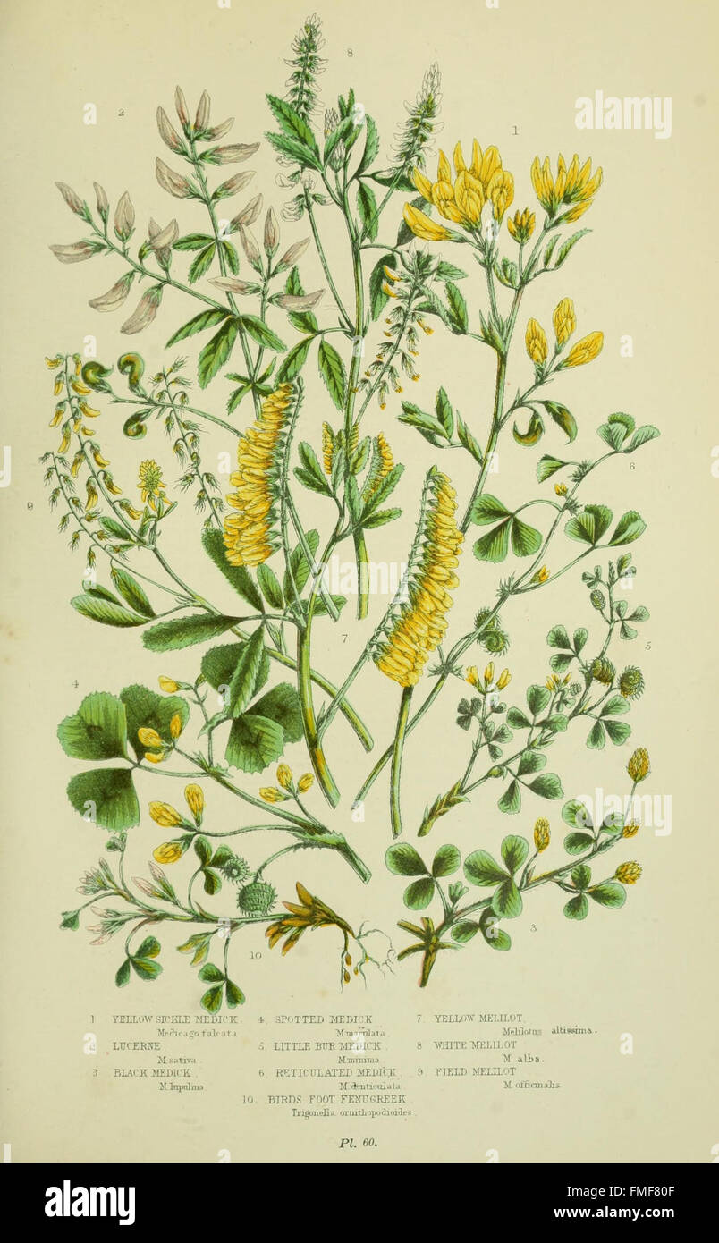 'The Flowering Plants, Grasses, Sedges, and Ferns of Great Britain' (Pl ...