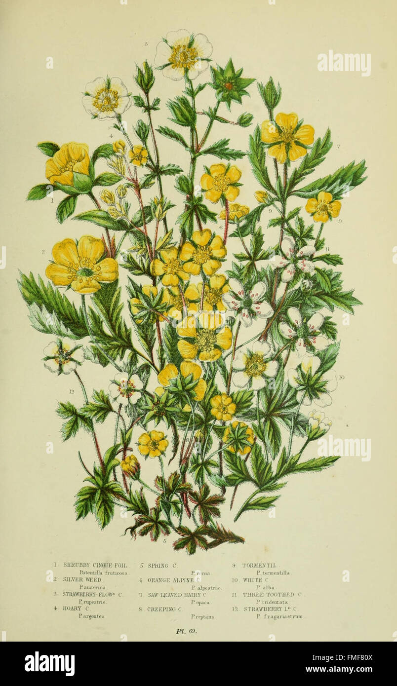 Plate 69 of 'The Flowering Plants, Grasses, Sedges, and Ferns of Great ...