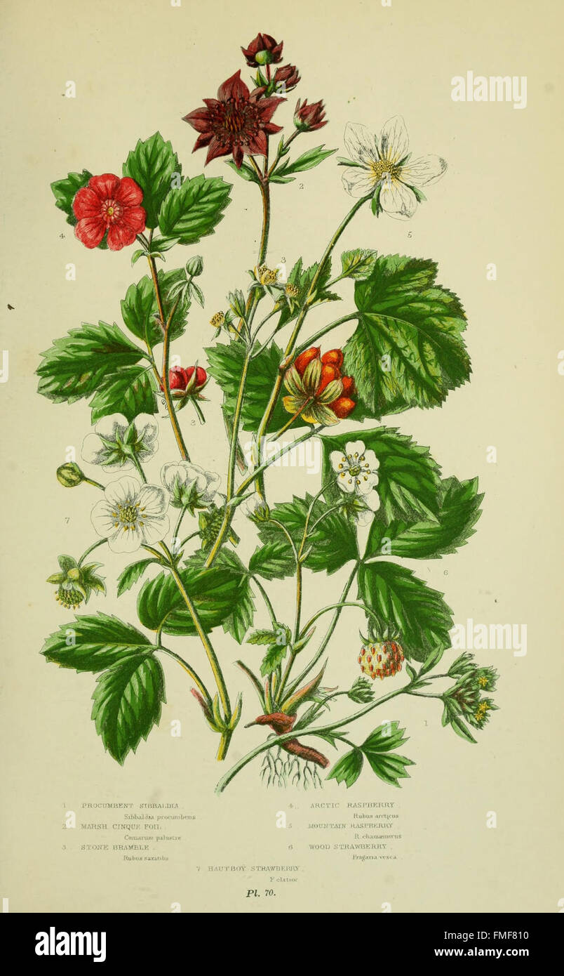 This plate showcases the diverse range of flowering plants, grasses ...