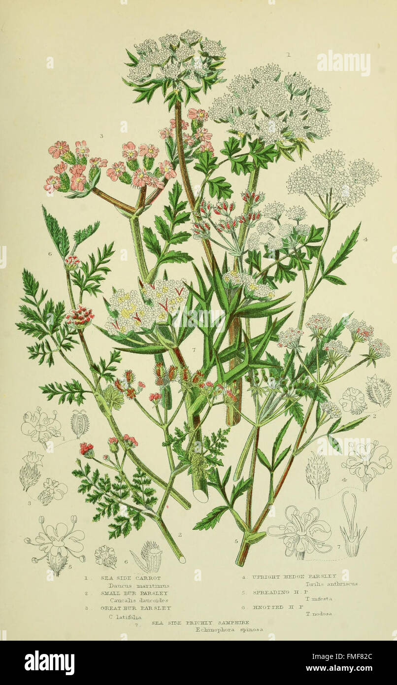 This plate from *The Flowering Plants, Grasses, Sedges, and Ferns of ...