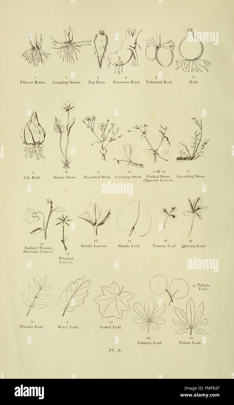 Plate A from 'The Flowering Plants, Grasses, Sedges, and Ferns of Great ...
