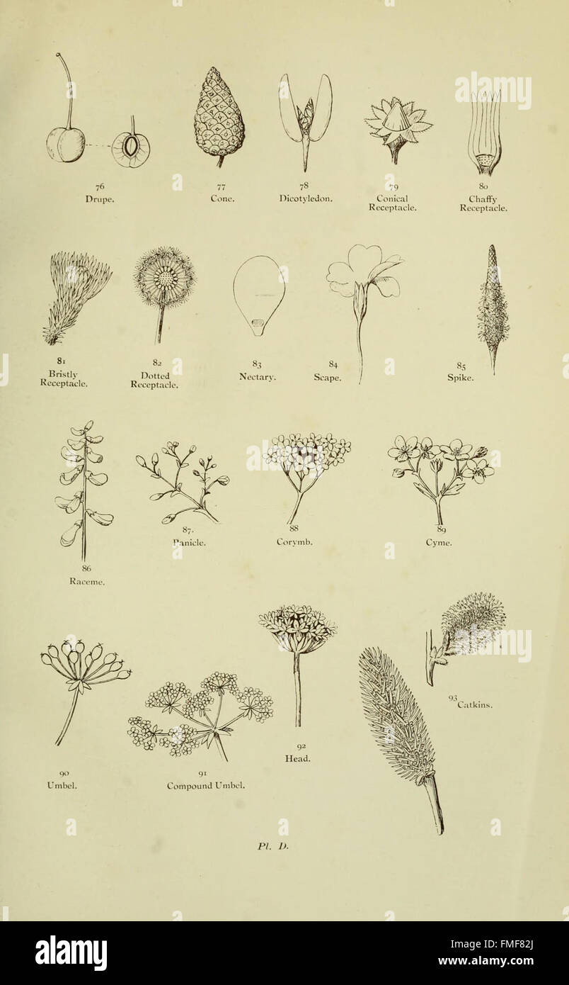 Plate D from 'The Flowering Plants, Grasses, Sedges, and Ferns of Great ...