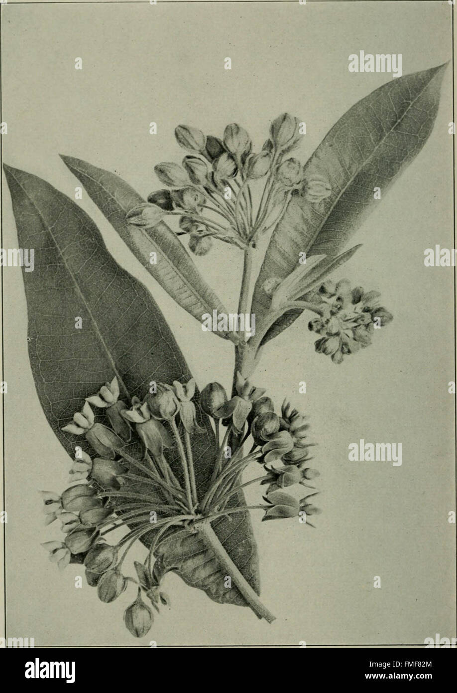 This 1918 work explores the vital relationship between flowers and bees ...