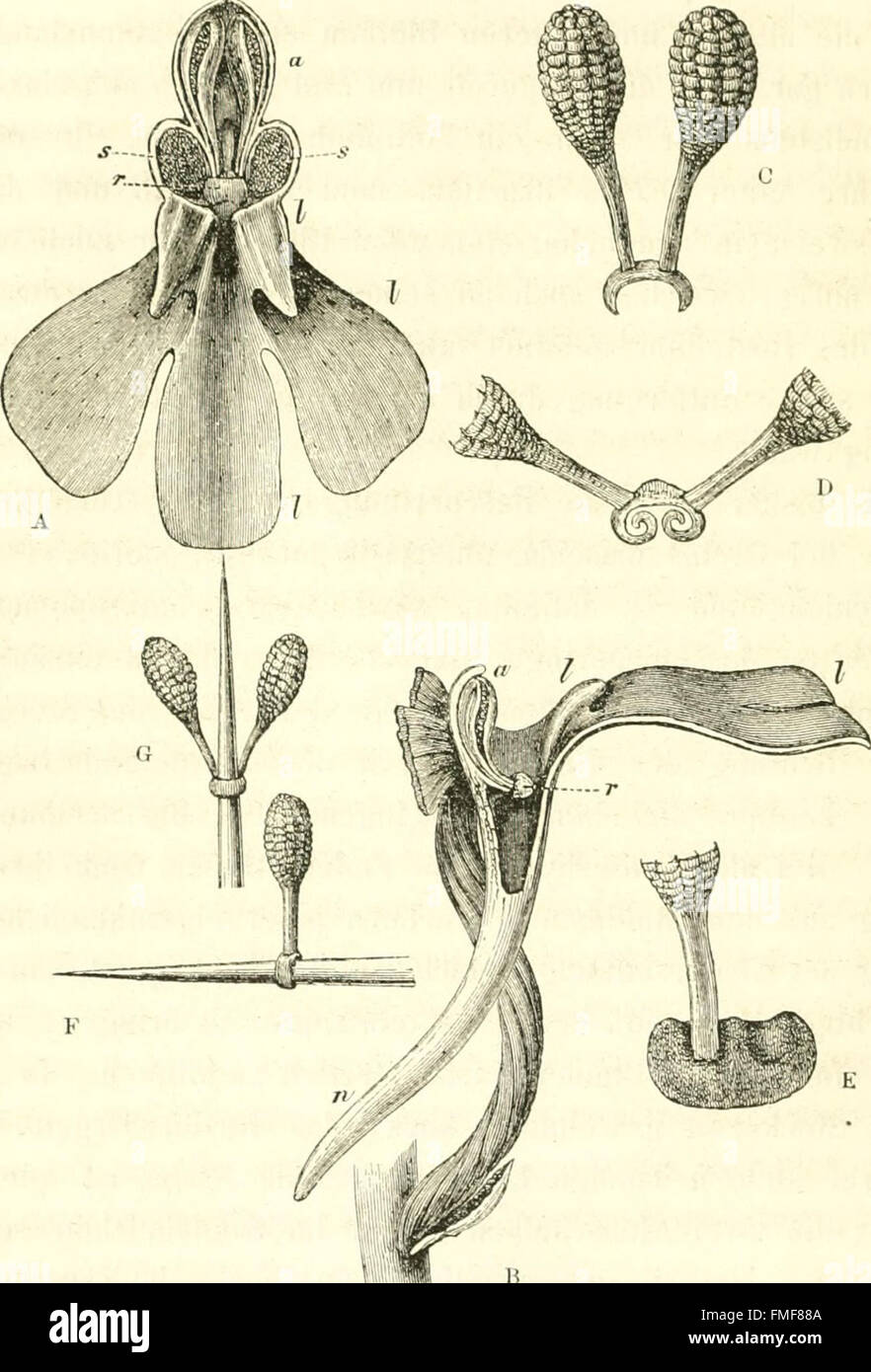 This work discusses the mechanisms of insect pollination in British and ...