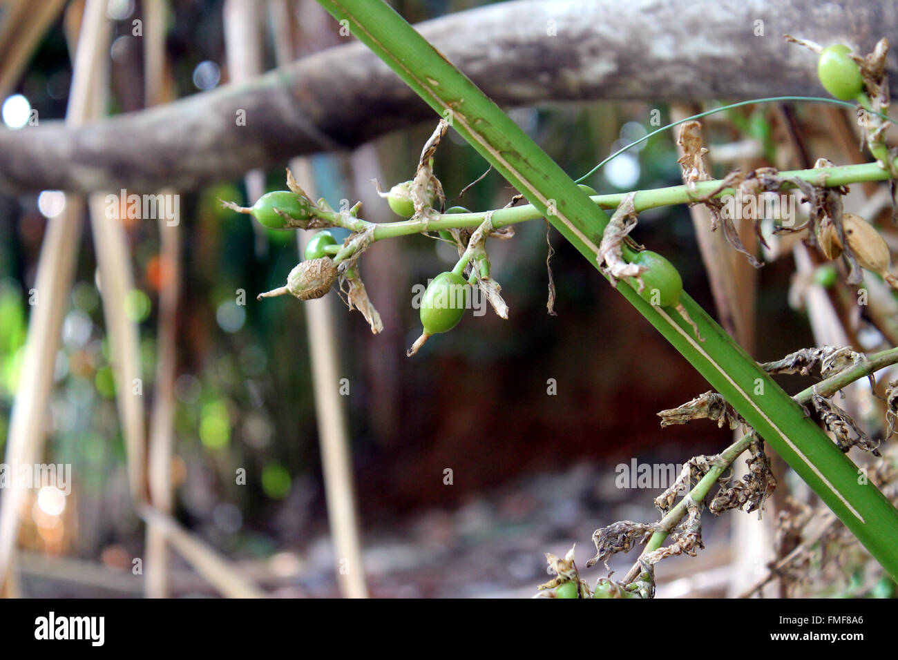 Cardomom seeds hi-res stock photography and images - Alamy