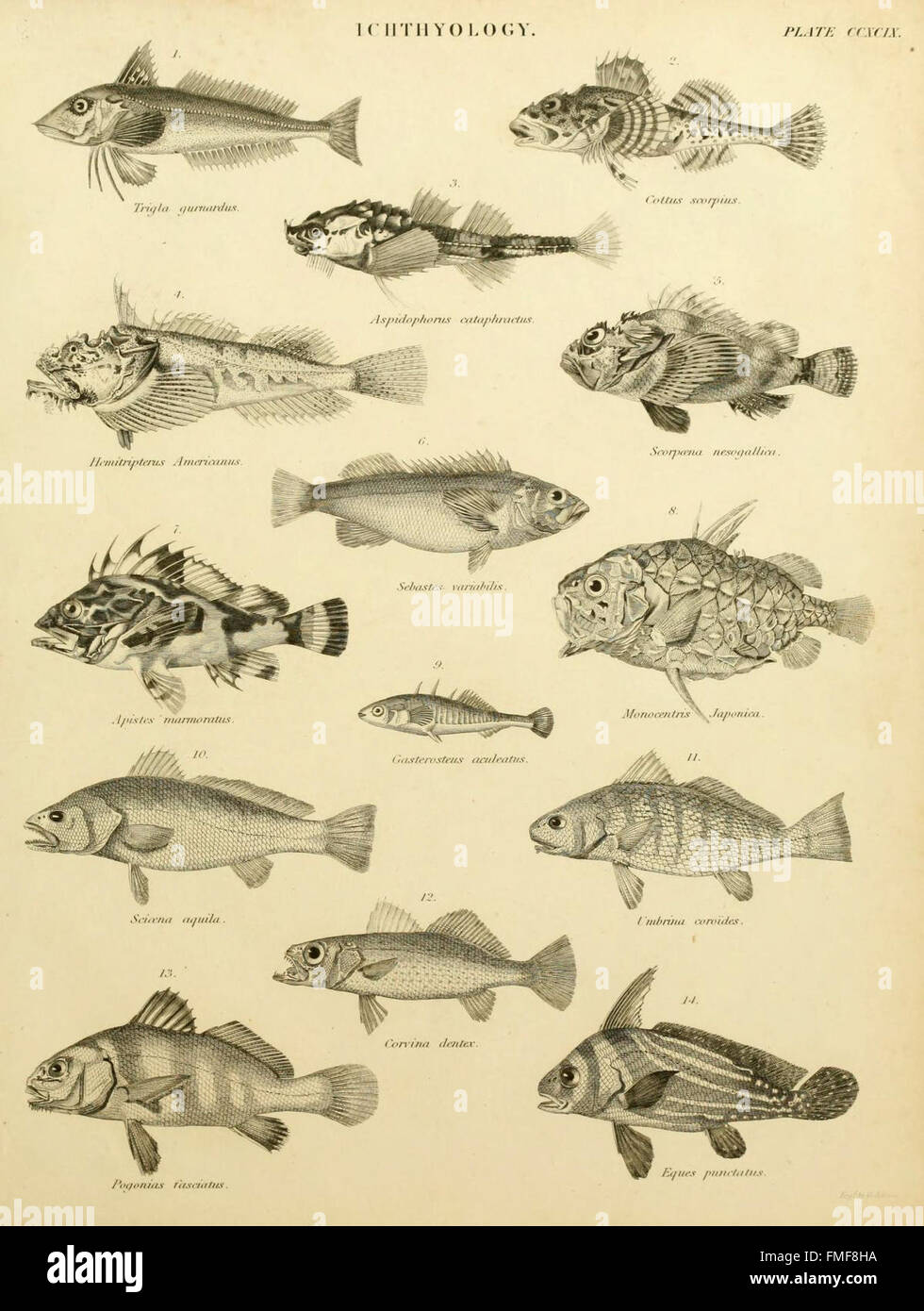 Page 234 of 'An Introduction to the Natural History of Fishes' covers ...