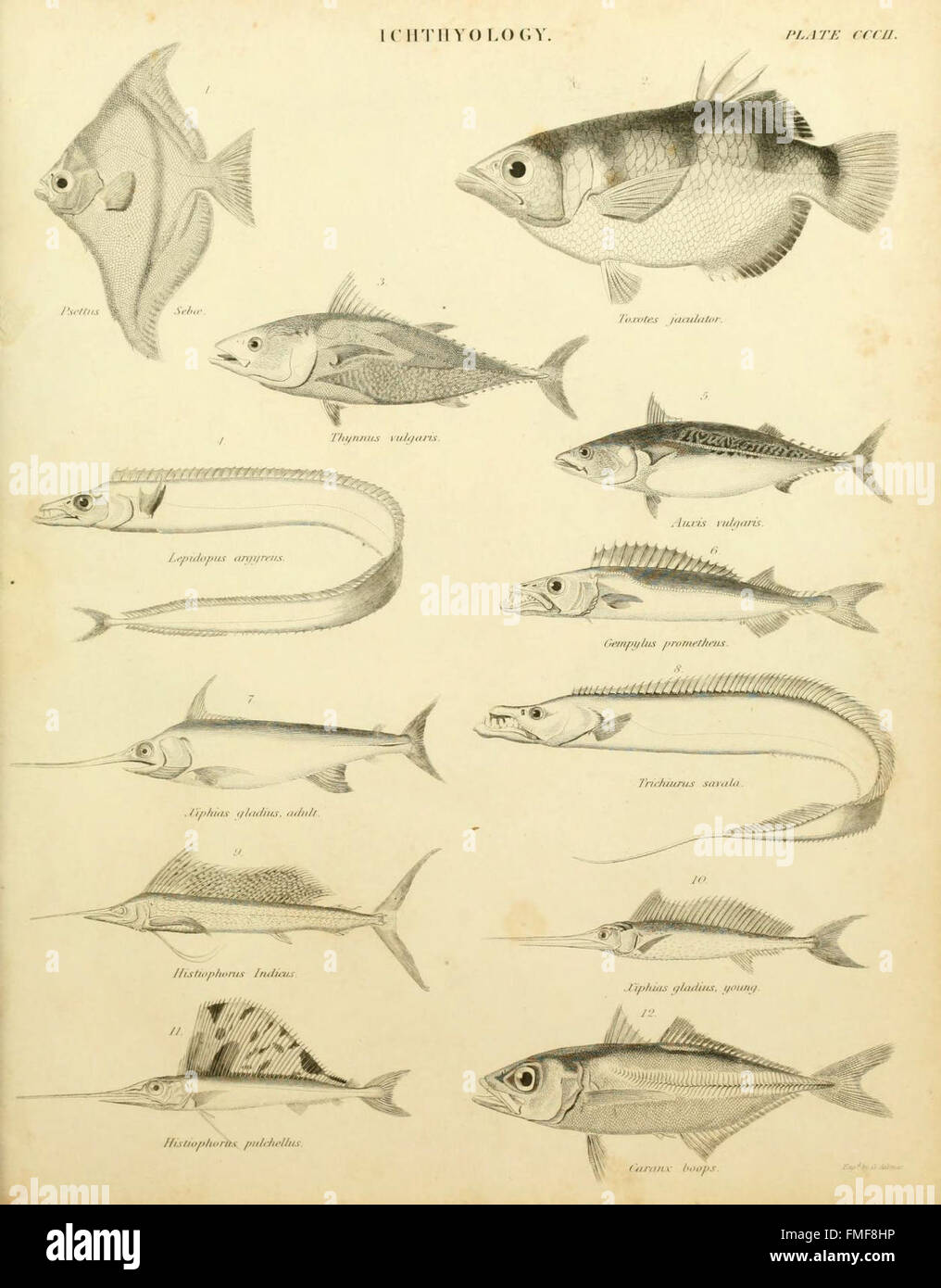 An introduction to the natural history of fishes (Page 234 Stock Photo ...