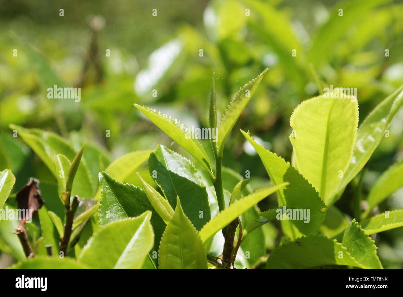 Tender green tea leaves Stock Photo - Alamy