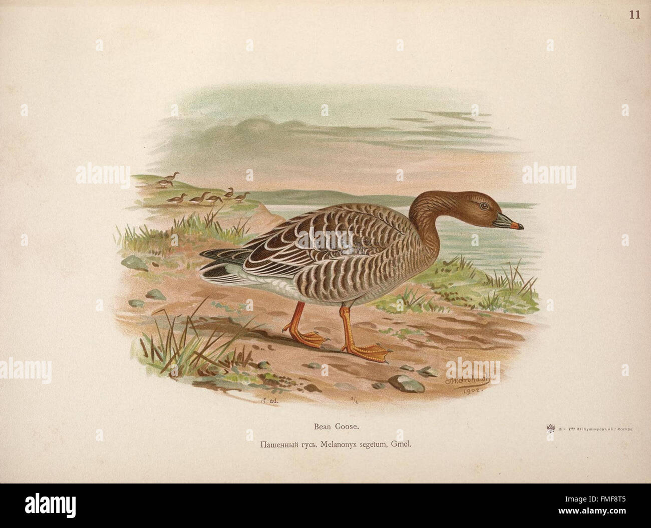 Plate 11 from 'The Geese of Europe and Asia' illustrates various ...