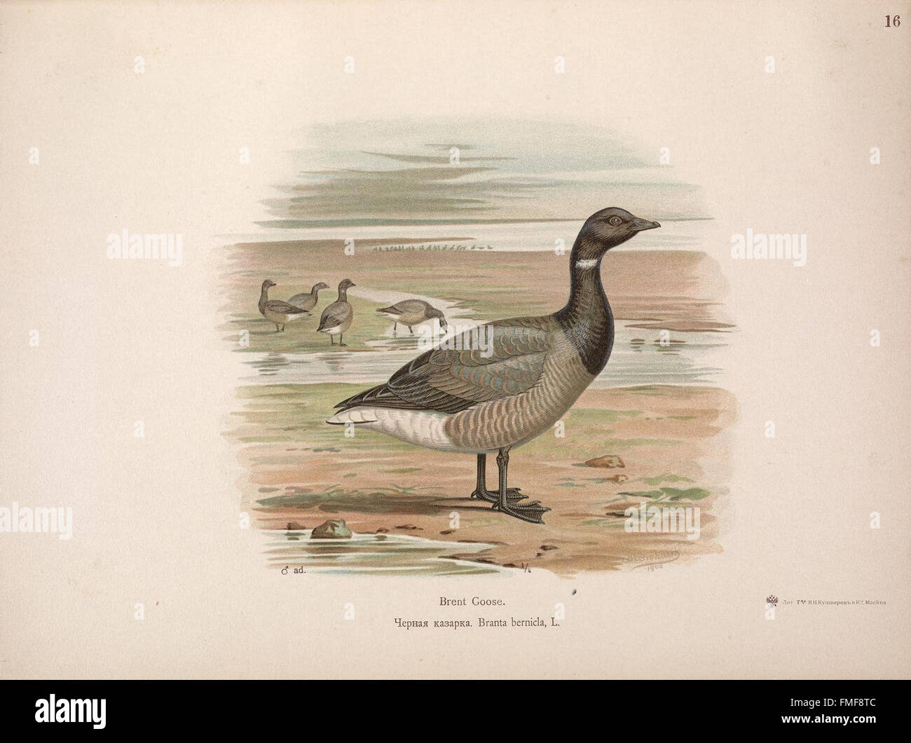 Depictions of waterfowl hi-res stock photography and images - Alamy