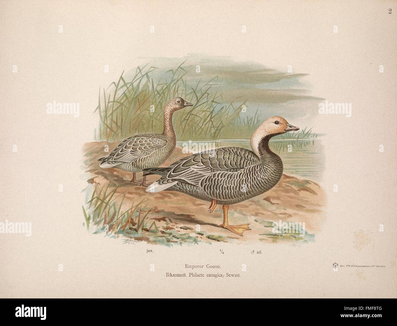 This plate illustrates various species of geese found across Europe and ...