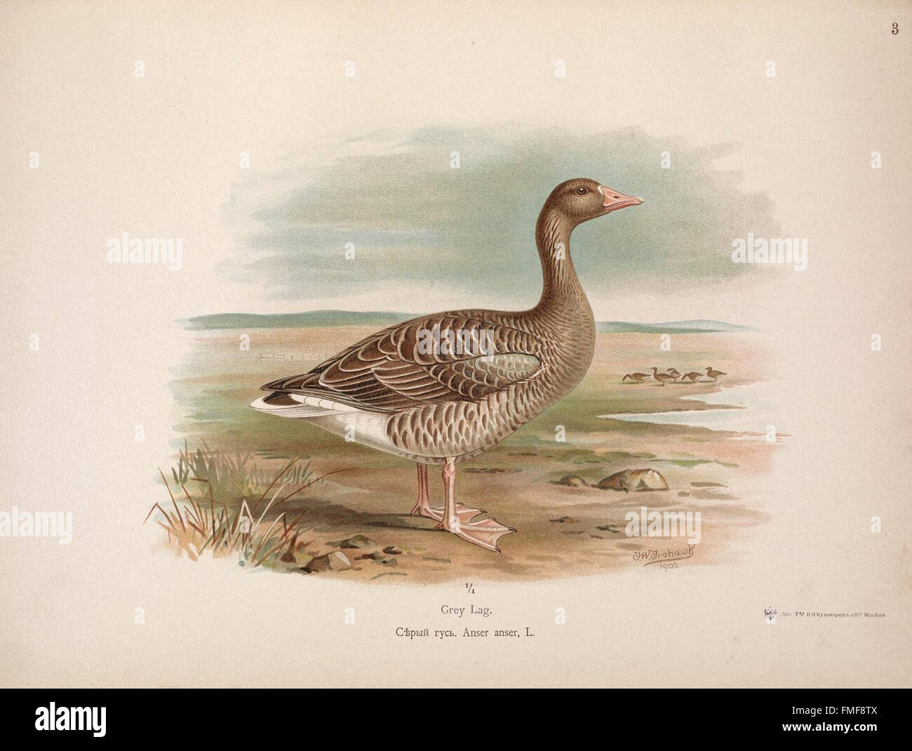 The geese of Europe and Asia (Plate 3 Stock Photo - Alamy