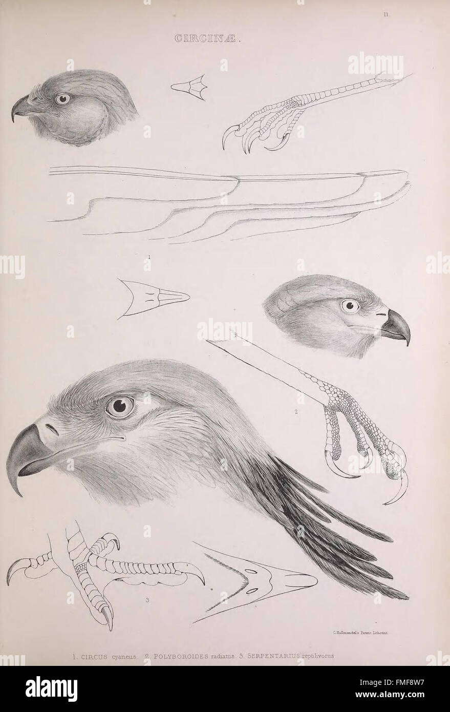 Plate 11 from 'The Genera of Birds' features a detailed ornithological ...