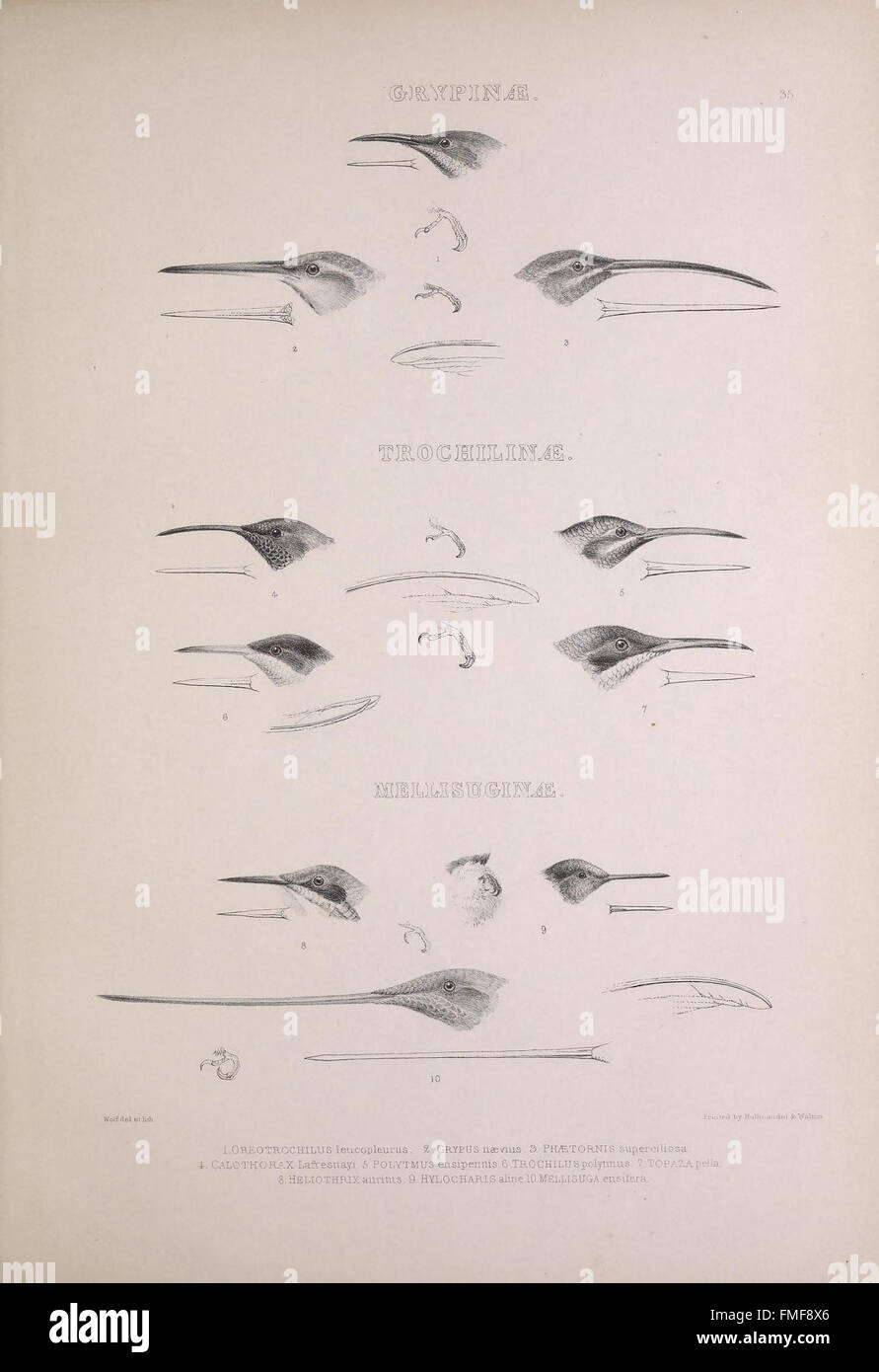 Identification within avian taxonomy hi-res stock photography and ...