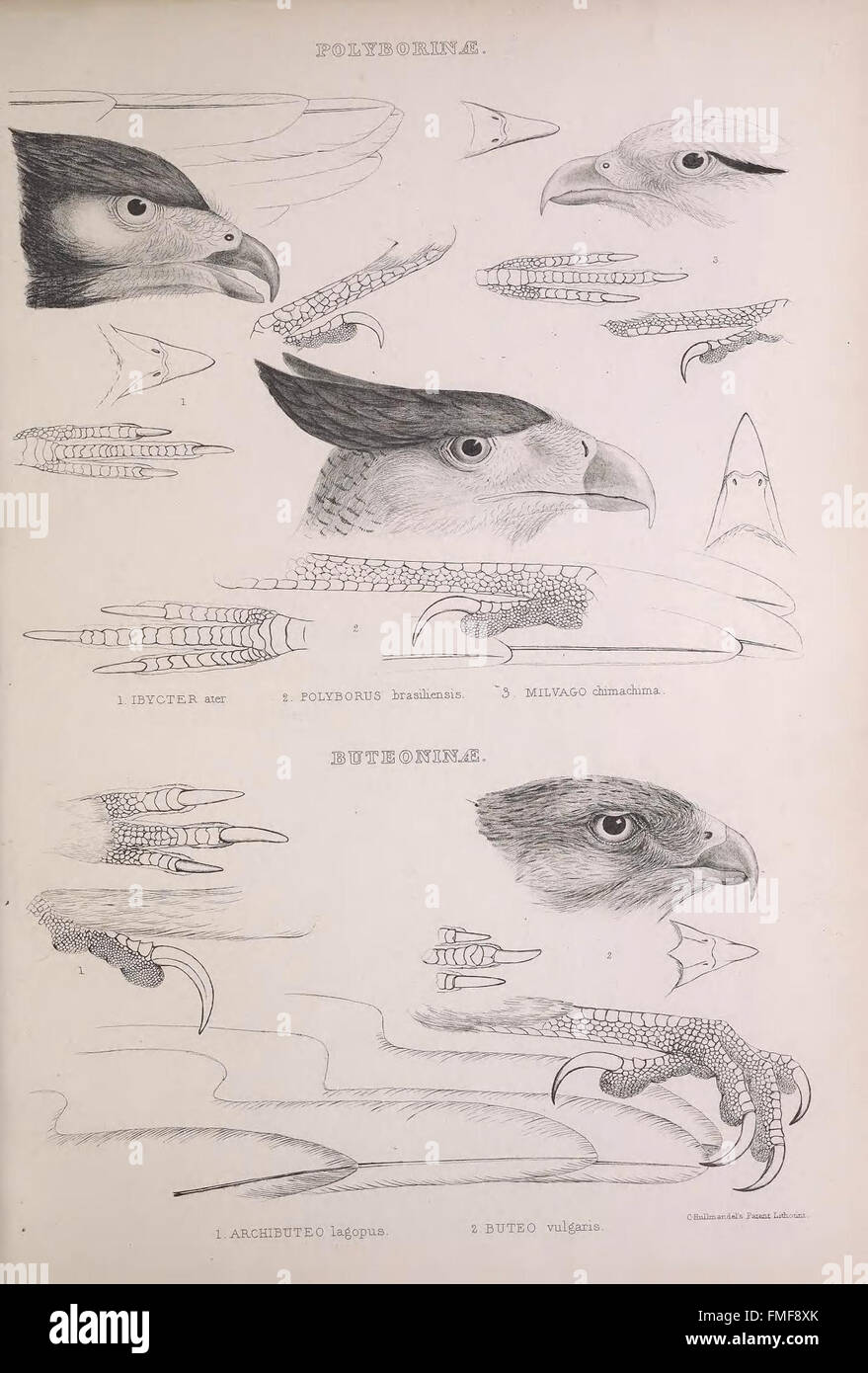 Plate 5 from 'The Genera of Birds' provides detailed illustrations and ...