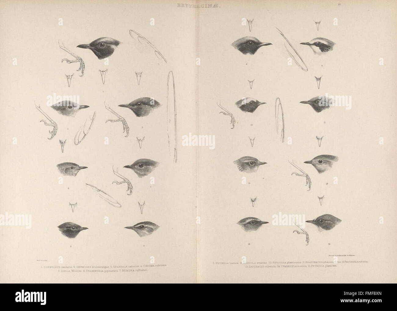 Plate 50 from 'The Genera of Birds' illustrates various bird genera ...