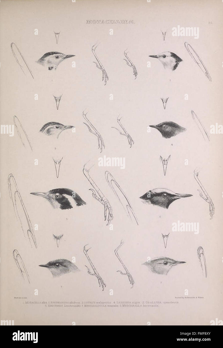 This plate illustrates the different genera of birds, presenting key ...