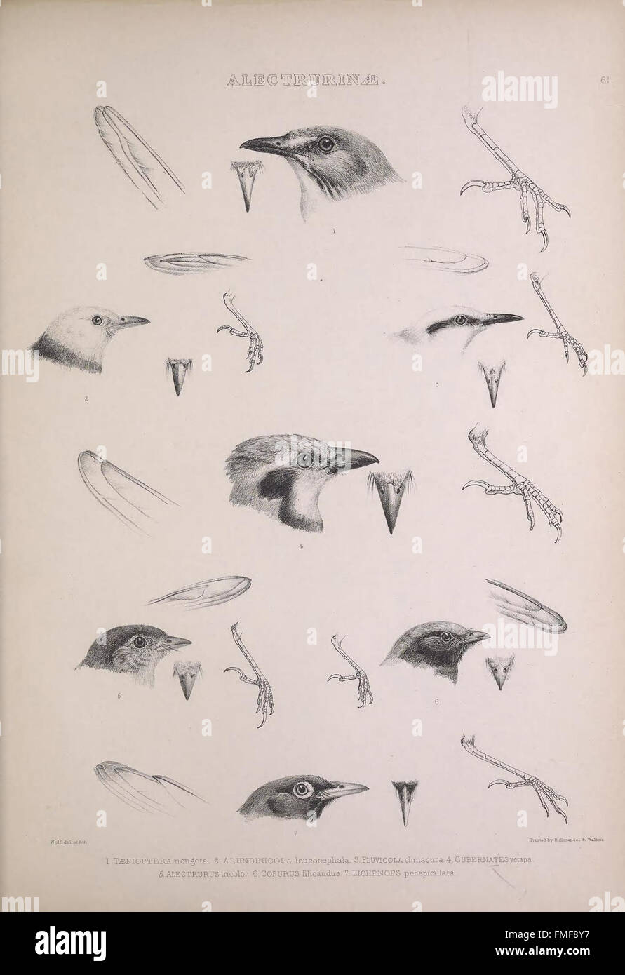'The Genera of Birds' (PL. 61) provides illustrations and descriptions ...