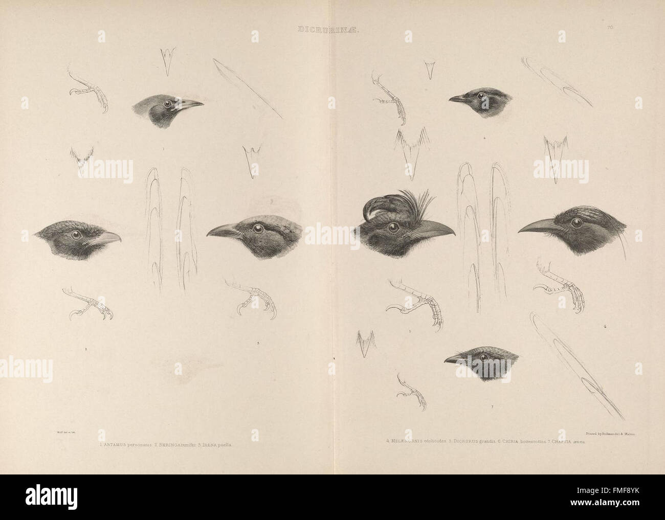 This plate from *The Genera of Birds* illustrates additional bird ...