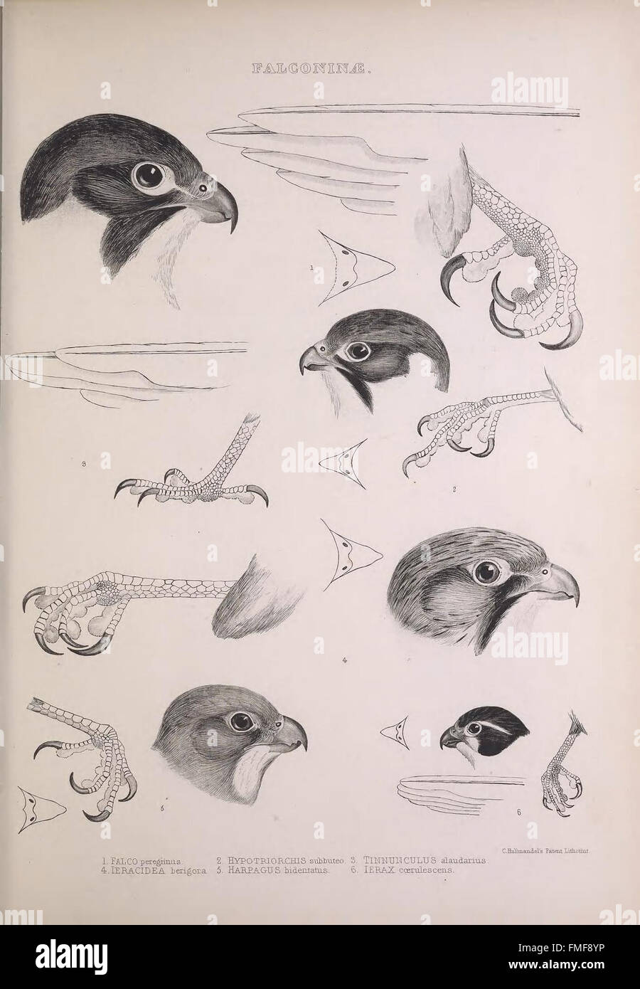 Understanding bird classification hi-res stock photography and images ...