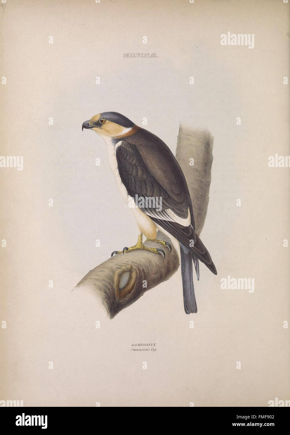 Plate IX from *The Genera of Birds* presents illustrations and ...