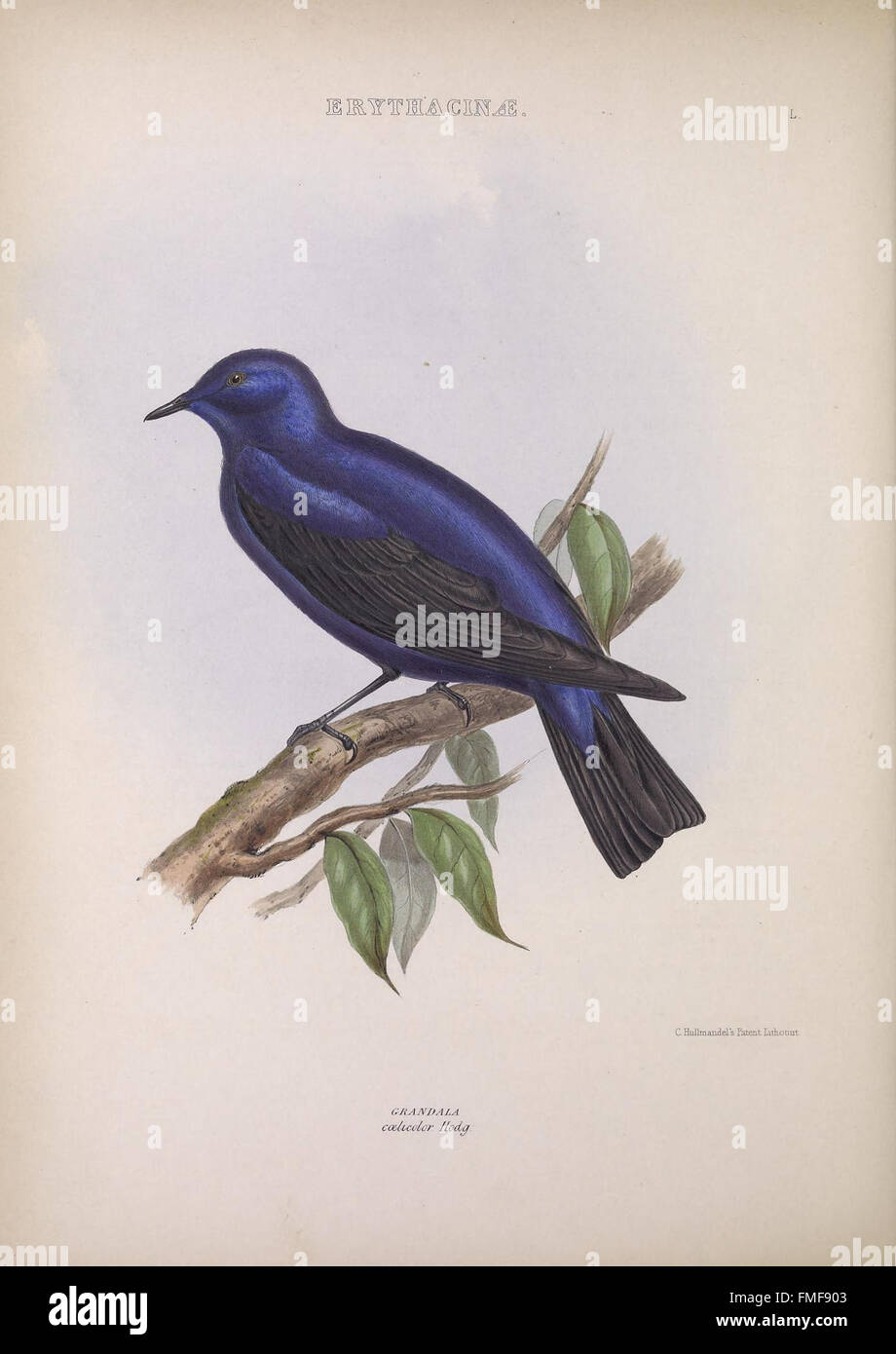 'The Genera of Birds' (PL. L) provides an in-depth look at various bird ...