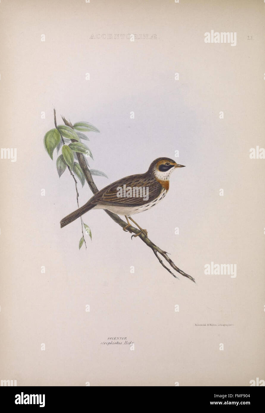 'The Genera of Birds' Plate LI provides a visual and scientific ...