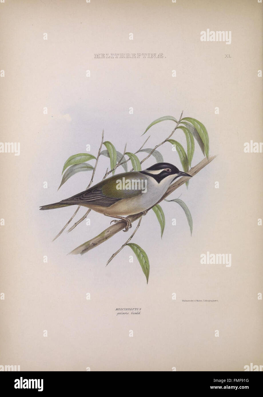 Identification within avian taxonomy hi-res stock photography and ...