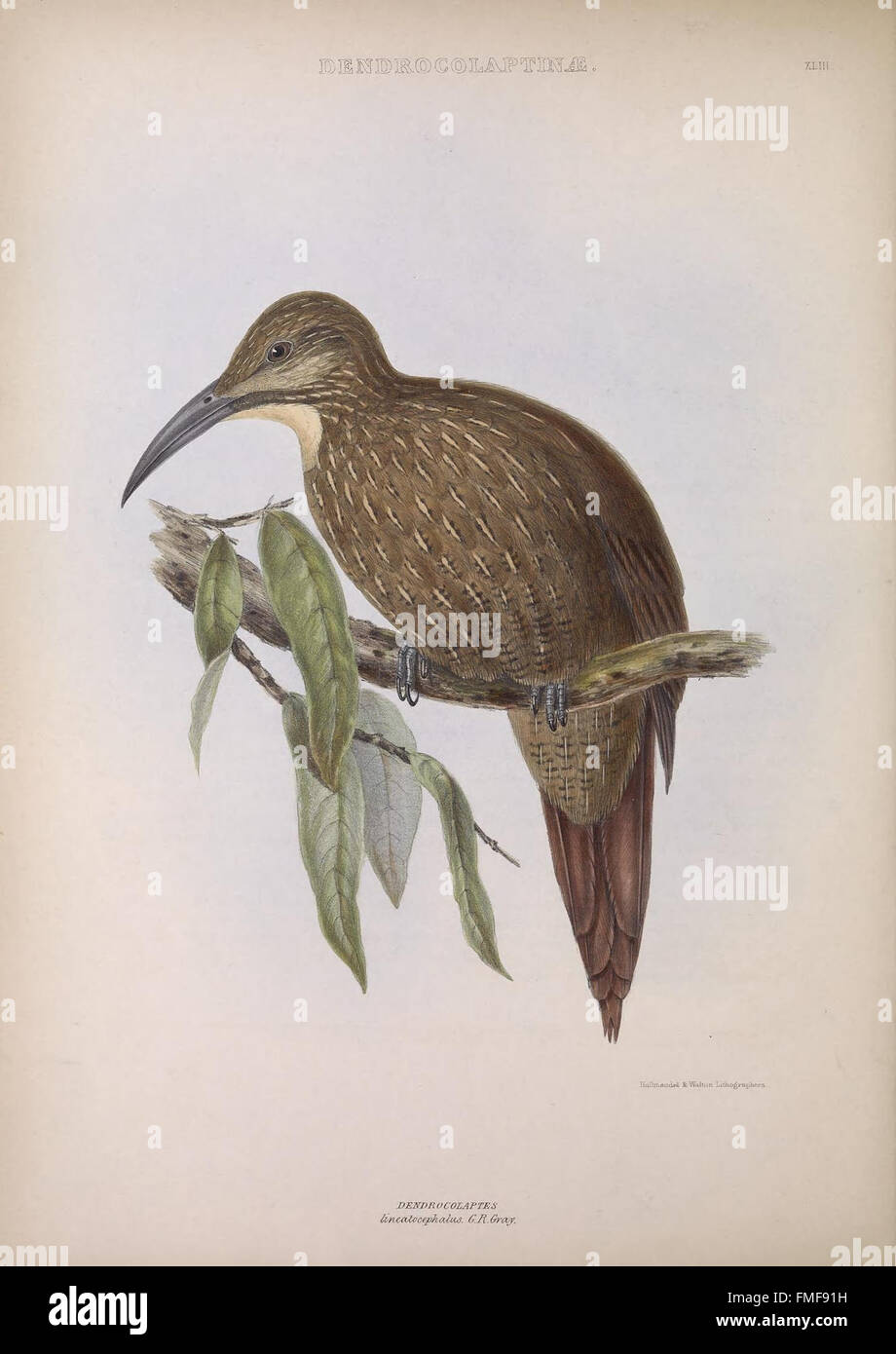 Plate XLIII from 'The Genera of Birds' illustrates various bird species ...