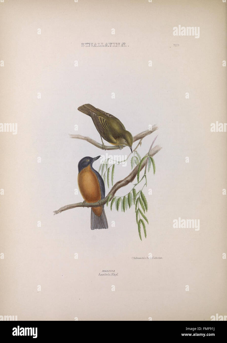 Plate XLII from *The Genera of Birds* showcases different genera of ...