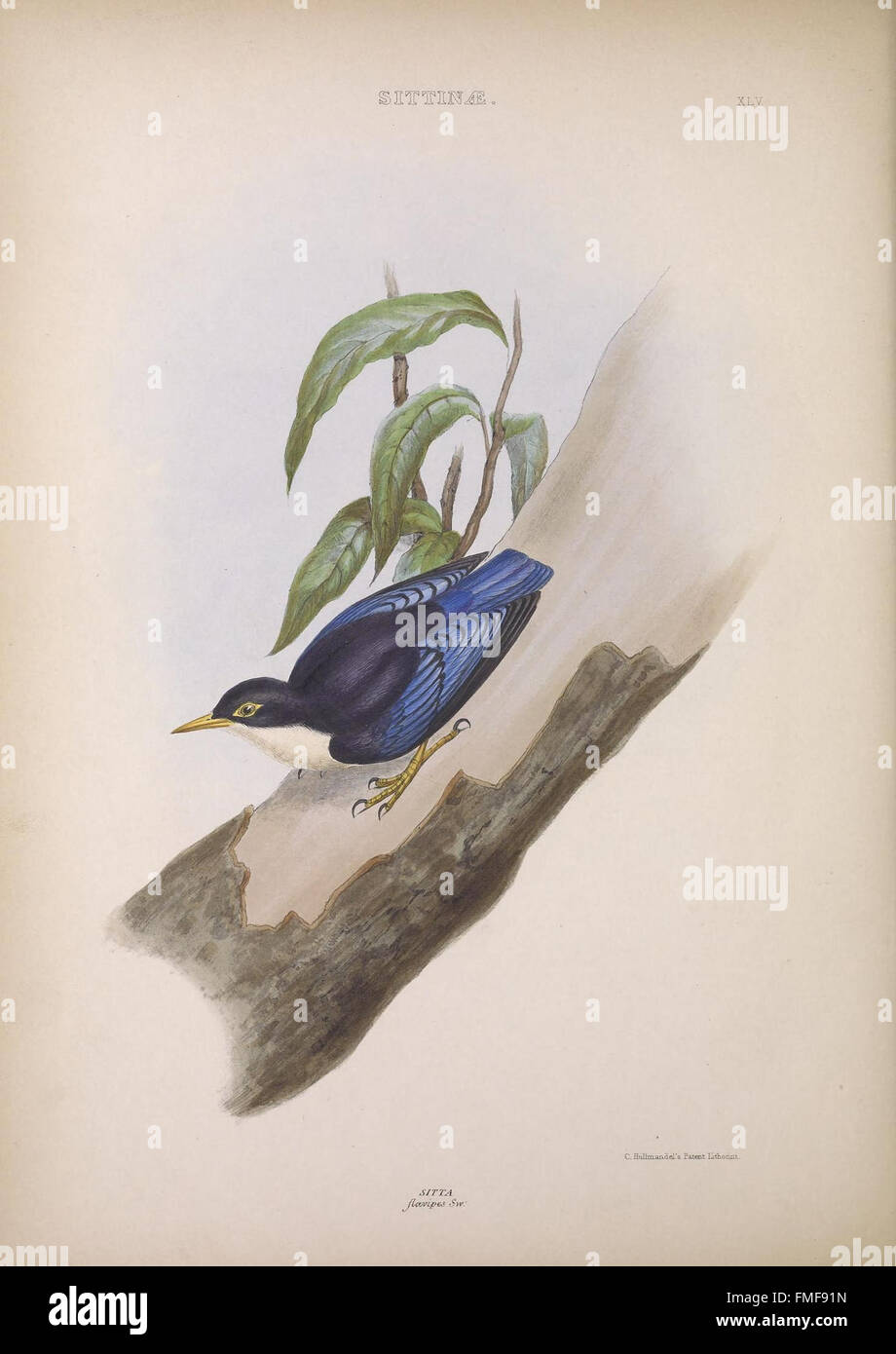 A detailed illustration of various bird species categorized by their ...