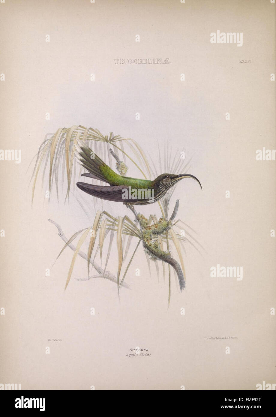 Plate XXXVI from 'The Genera of Birds' illustrates various bird genera ...
