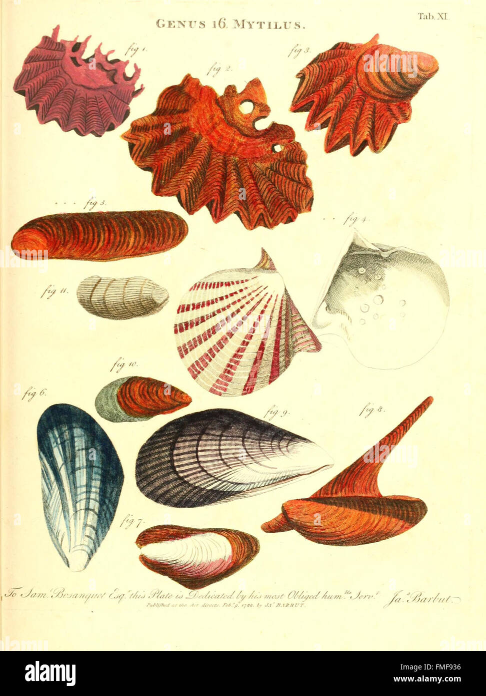 This detailed 18th-century work examines various species within the ...