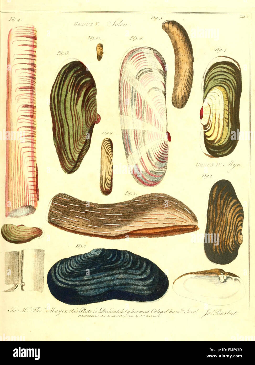 This plate illustrates various species of worms and mollusks ...