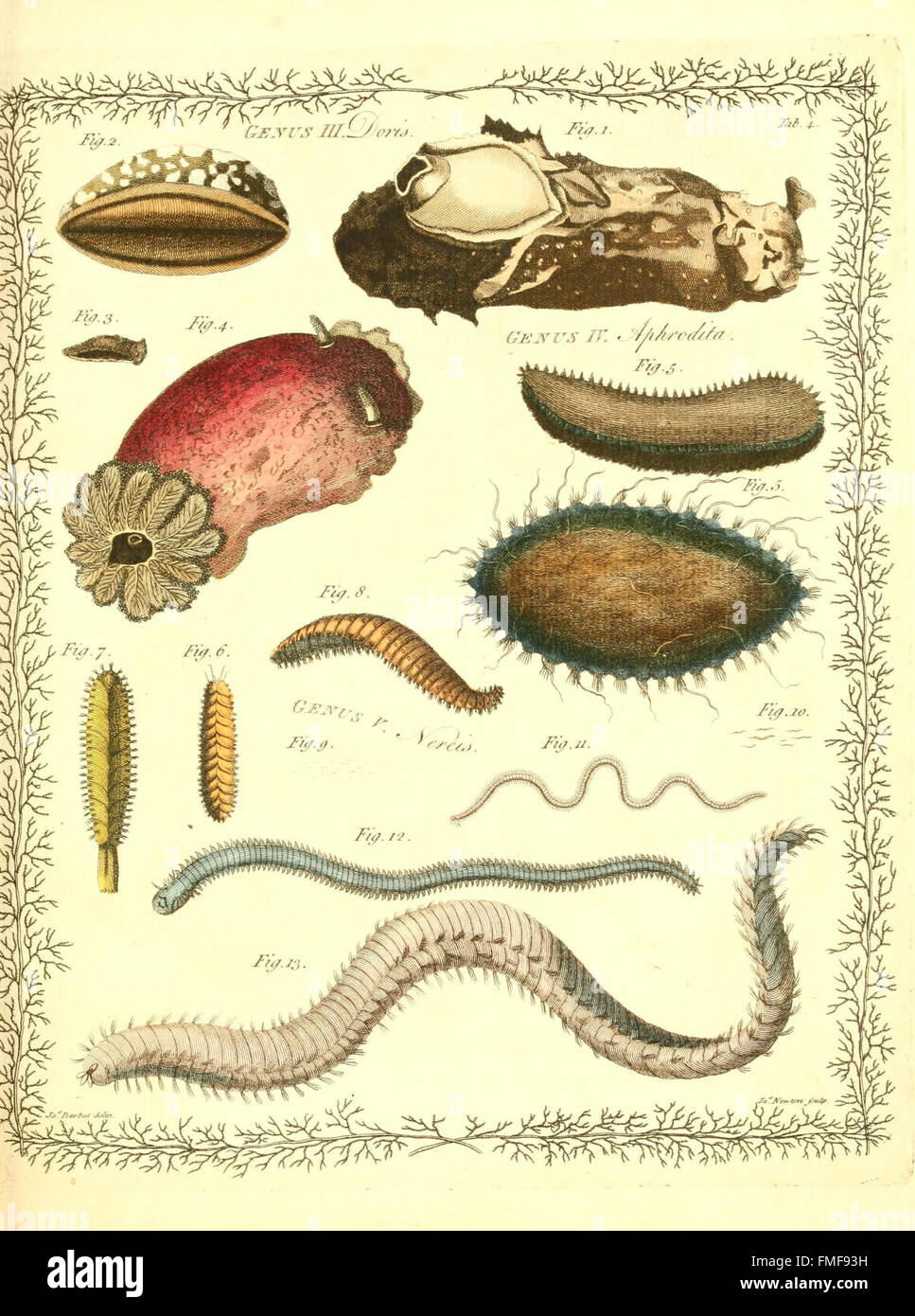 This plate provides a detailed study of various worm genera as ...
