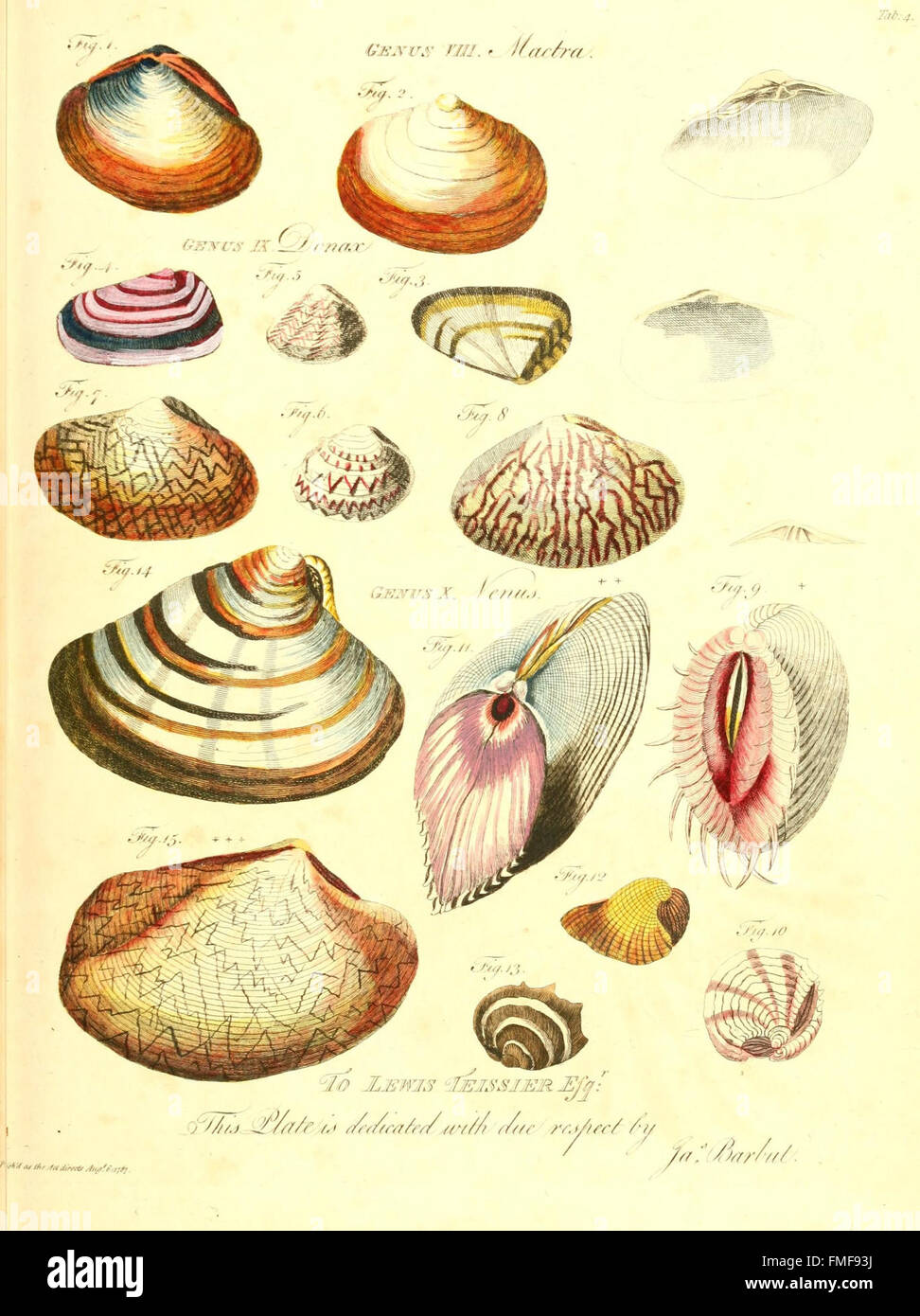Plate 4 from 'The Genera Vermium' illustrates various species of worms ...