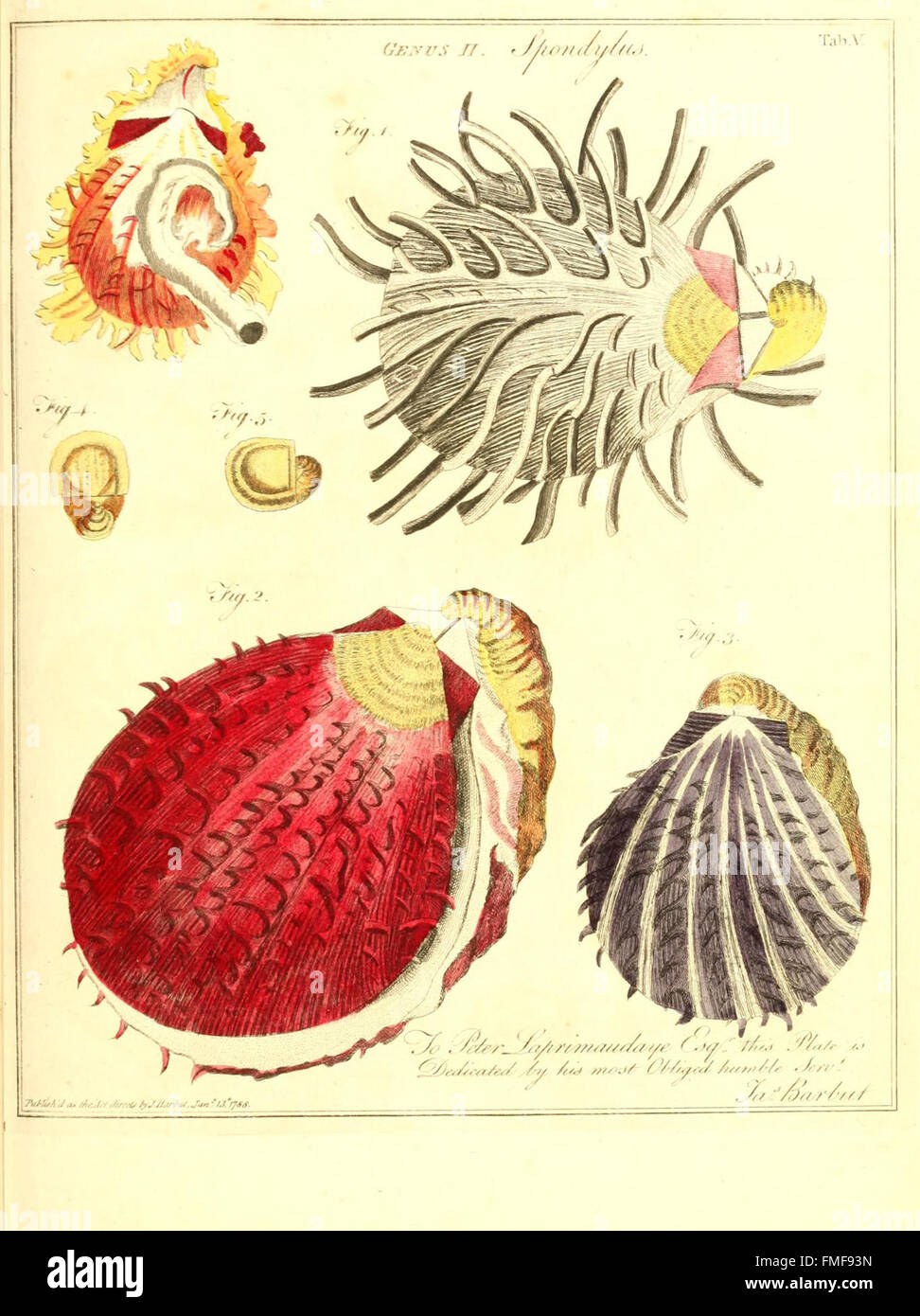 This work provides detailed illustrations and descriptions of various ...