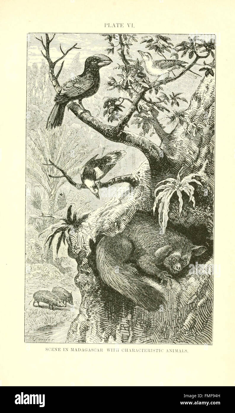 This plate presents the geographical distribution of various animal ...