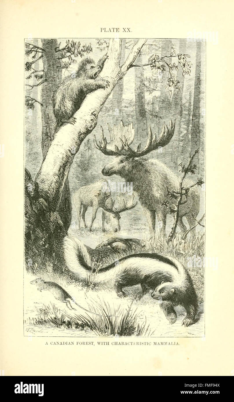 This plate illustrates the geographical distribution of animal species ...