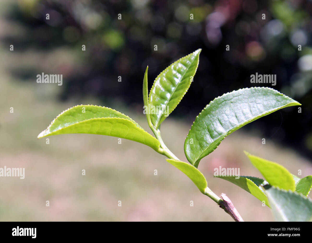 Tender tea leaves Stock Photo - Alamy