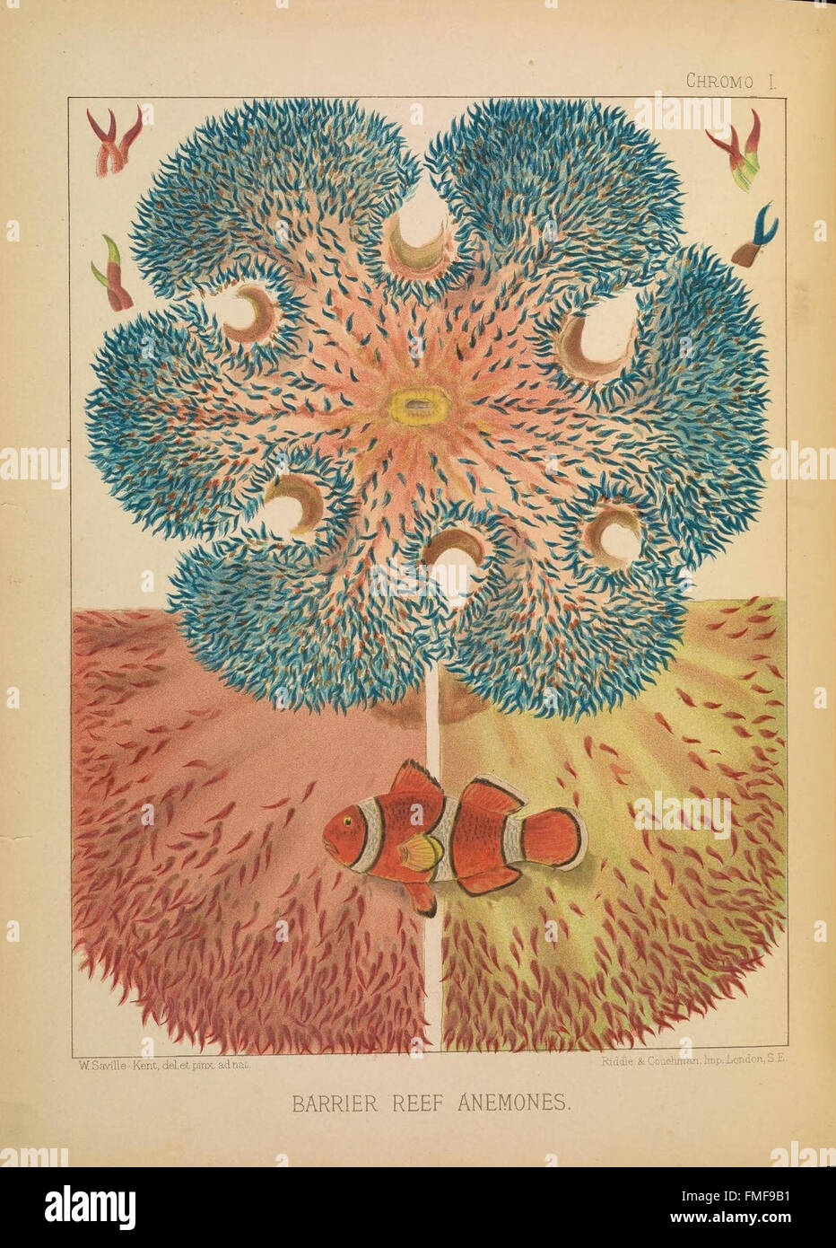 This illustration of the Great Barrier Reef presents a detailed view of ...