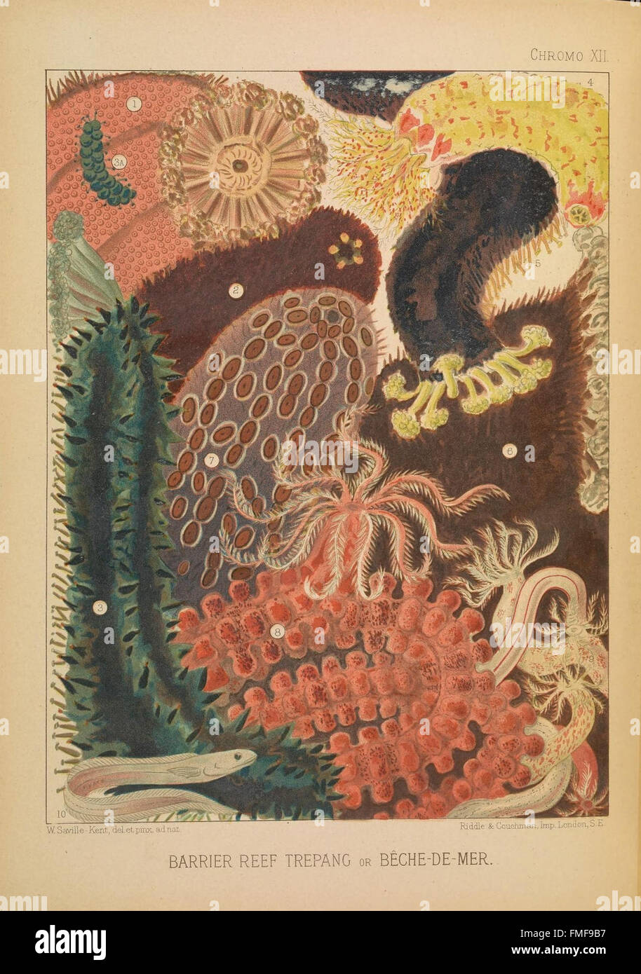 This vibrant illustration depicts the Great Barrier Reef of Australia ...