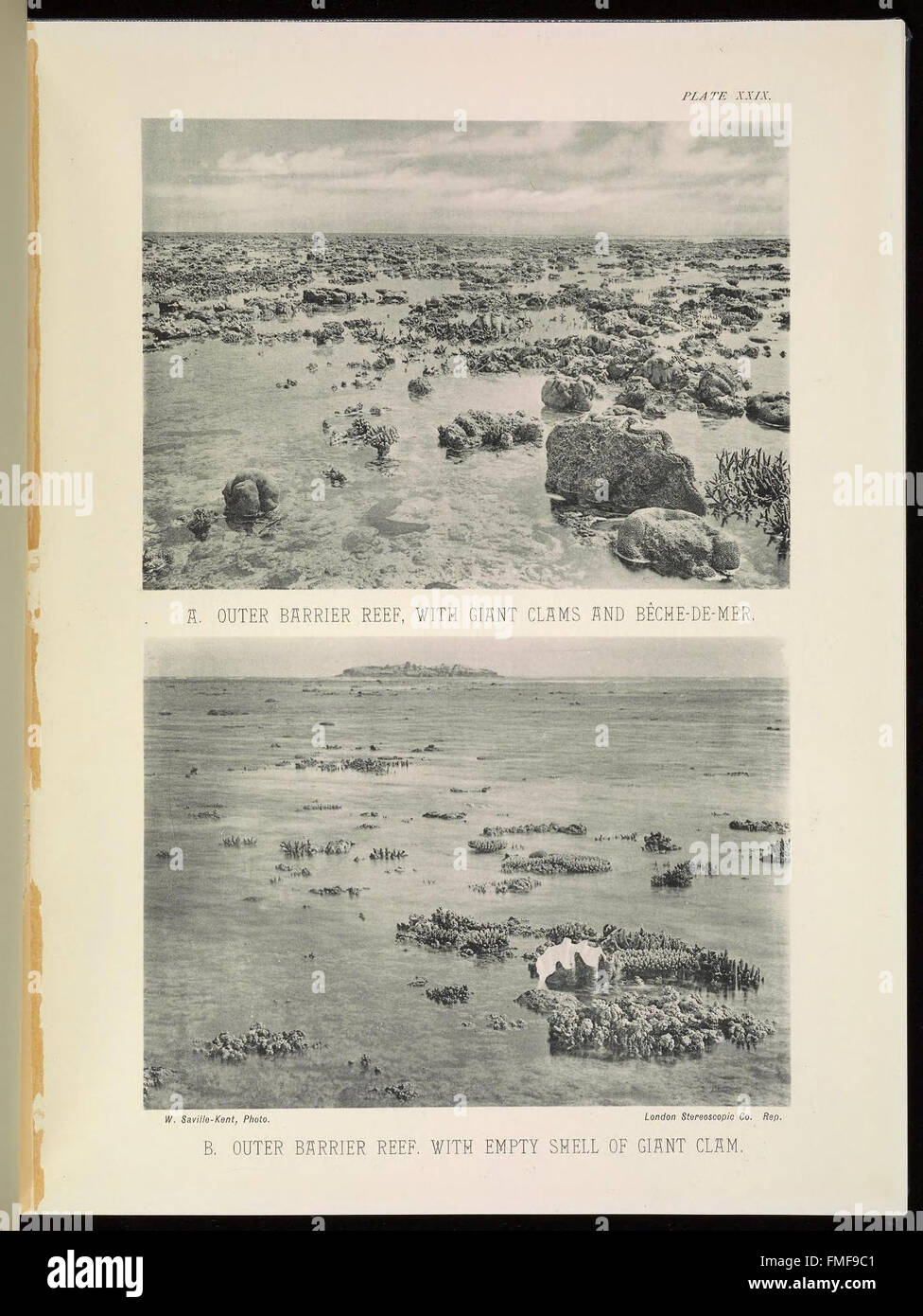 This plate illustrates the diverse marine life and coral structures of ...