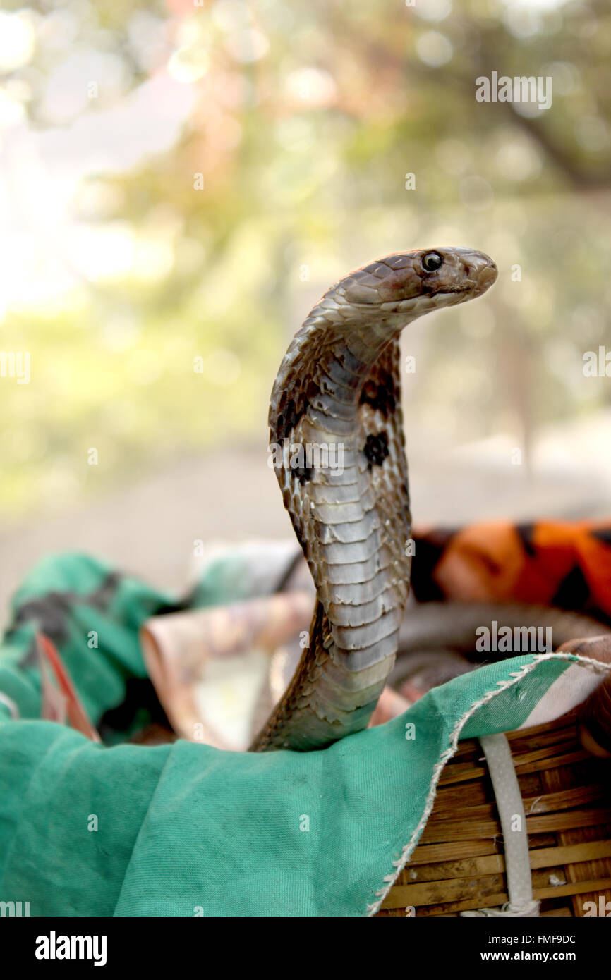 Spitting cobra venom hi-res stock photography and images - Alamy